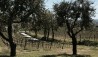 Angelini Estate | Angelini Wine