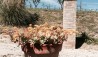 Angelini Estate | Angelini Wine